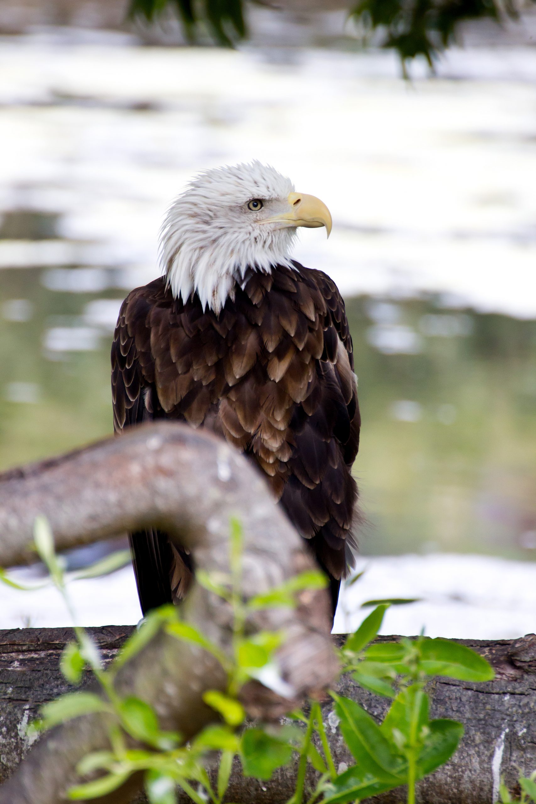 Bald Eagle - DutchCrafters Amish Furniture Content